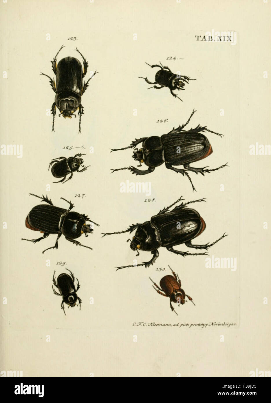 A systematic catalog of beetles, listing species and their ...