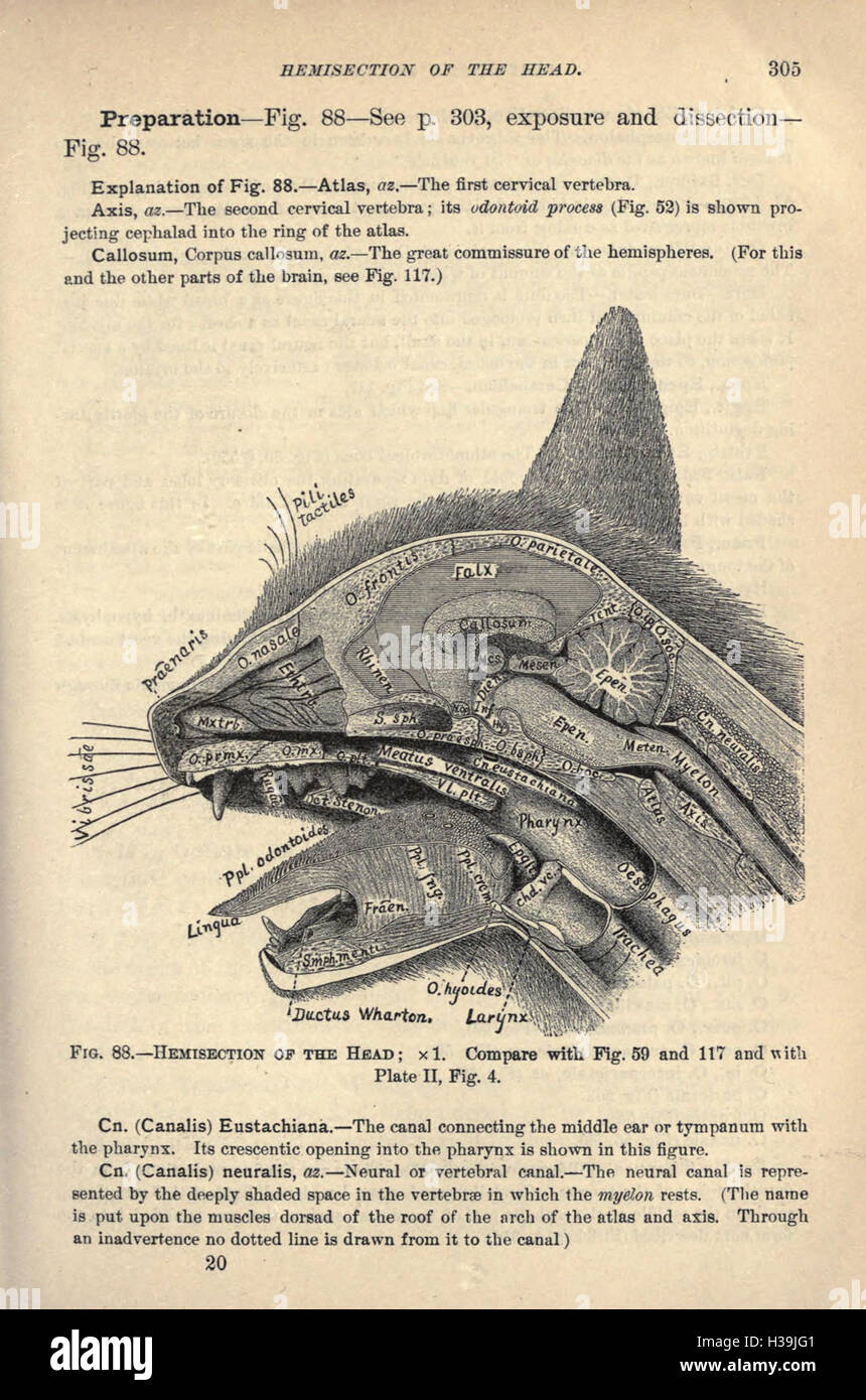 This work explores the anatomical features of domestic cats, focusing ...