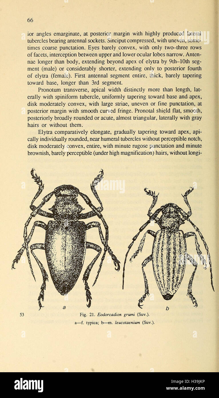 Specific family of insects hi-res stock photography and images - Alamy