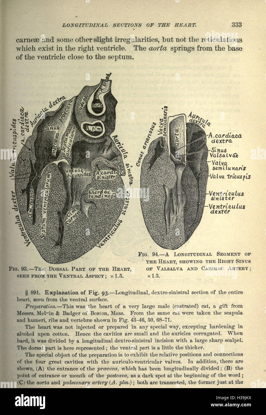 This work explores the application of anatomical technology in studying ...