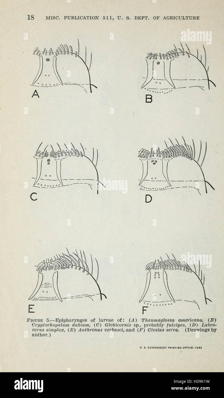This study examines the classification of Dermestidae beetles, focusing ...