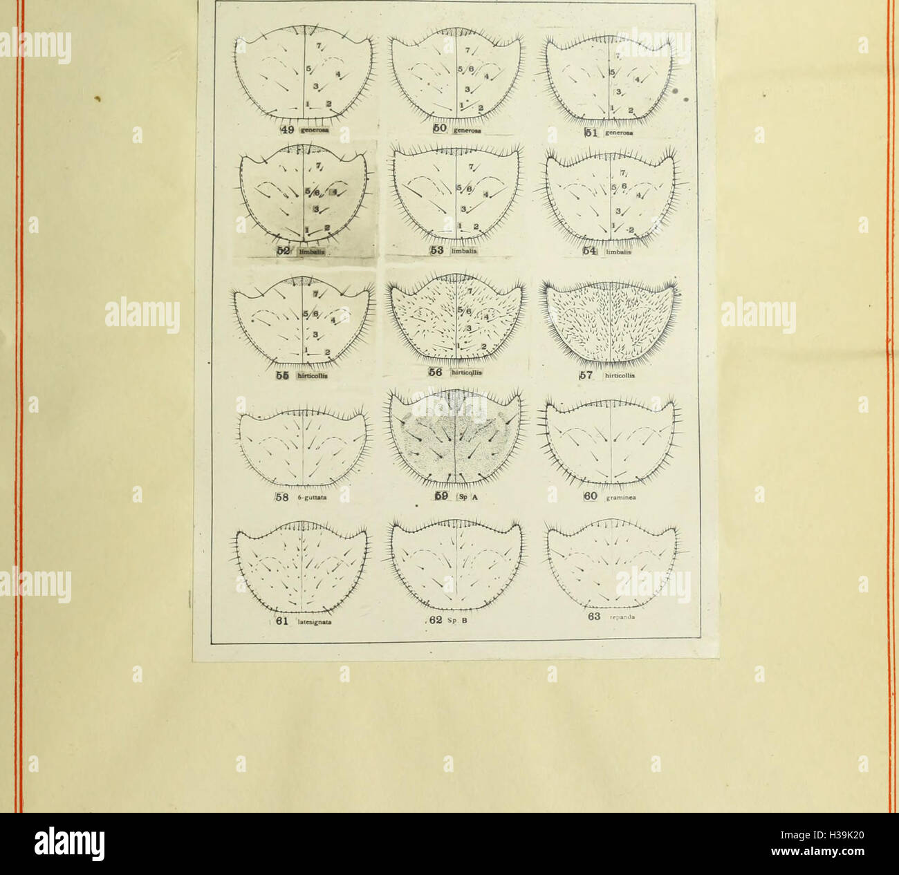 This study presents the classification system for the larvae of ground ...