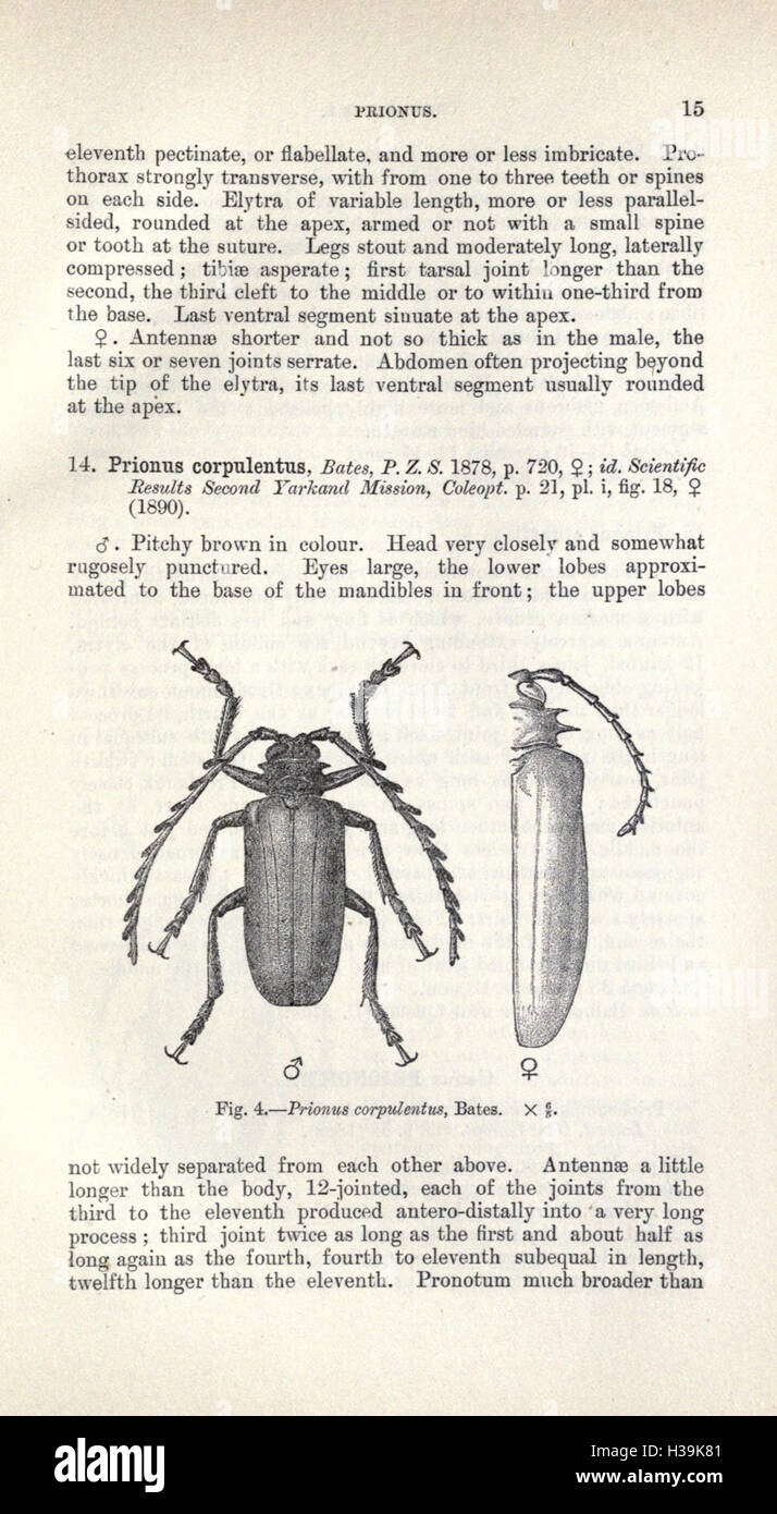An in-depth study of the Cerambycidae family within the Coleoptera ...