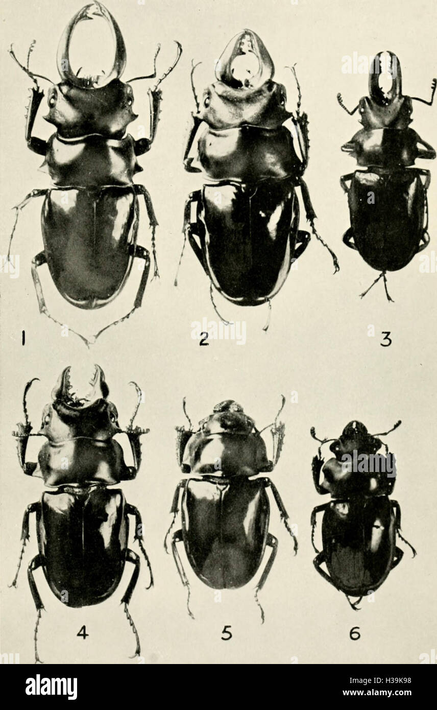 This work covers the Lamellicornia suborder of Coleoptera, providing ...