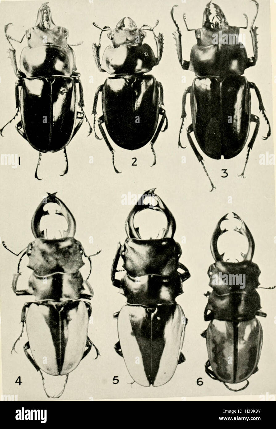 Classification of beetles within hi-res stock photography and images ...