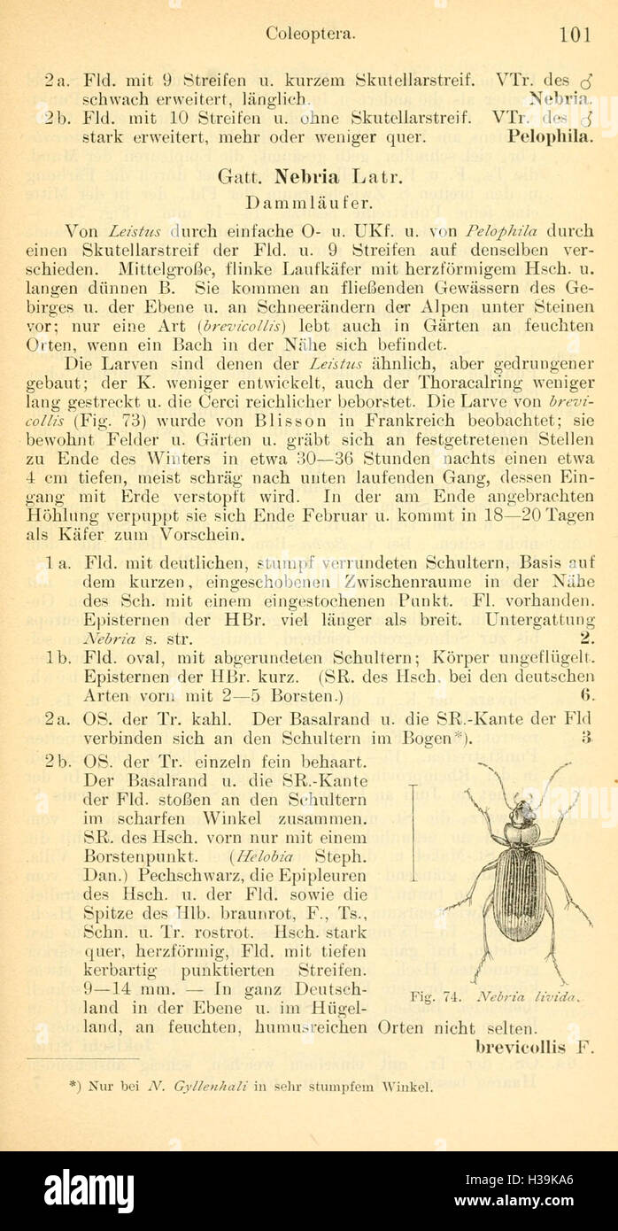 This work focuses on the order Coleoptera, the largest order of insects ...
