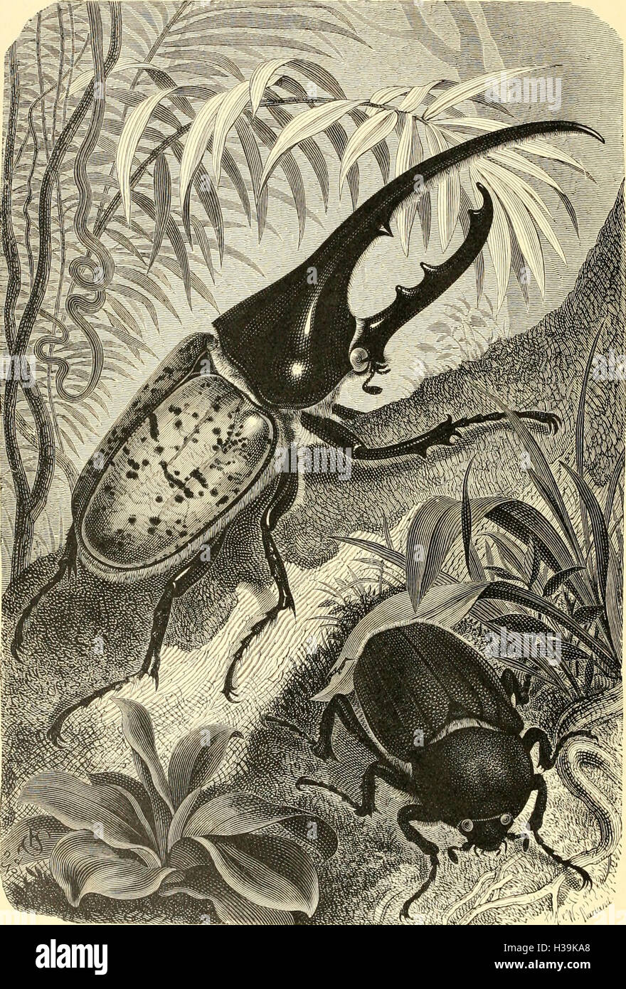 This text focuses on Coleoptera, one of the largest insect orders ...