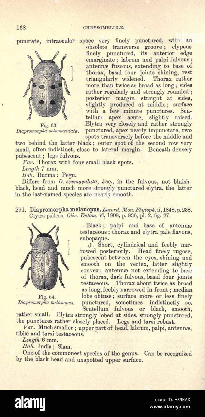 Classification of different beetle species hi-res stock photography and ...