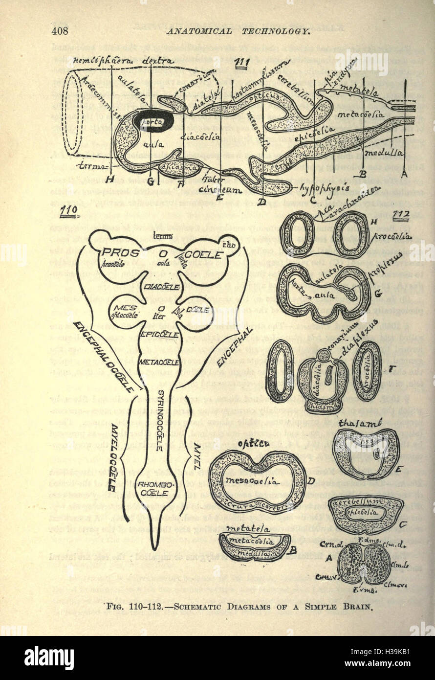 This page from 'Anatomical Technology as Applied to the Domestic Cat ...
