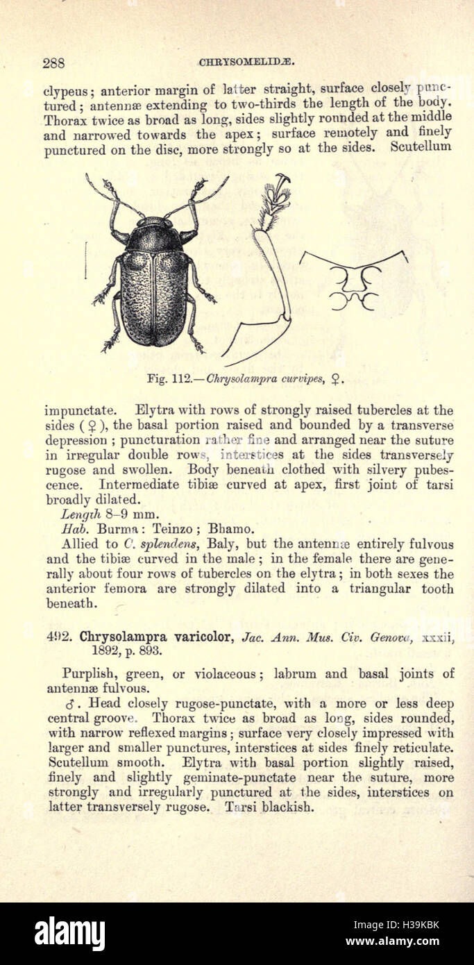 Study coleoptera species in hi-res stock photography and images - Alamy