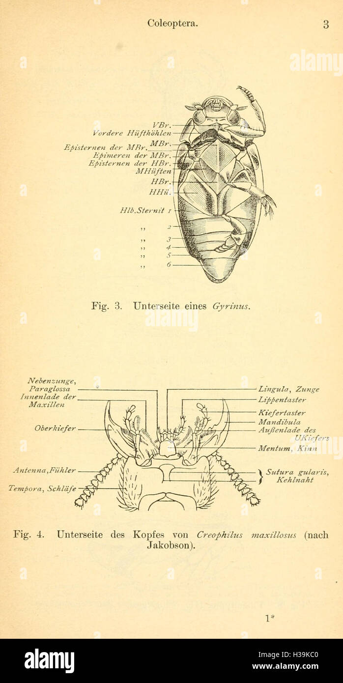 This page covers the Coleoptera order, detailing the classification ...