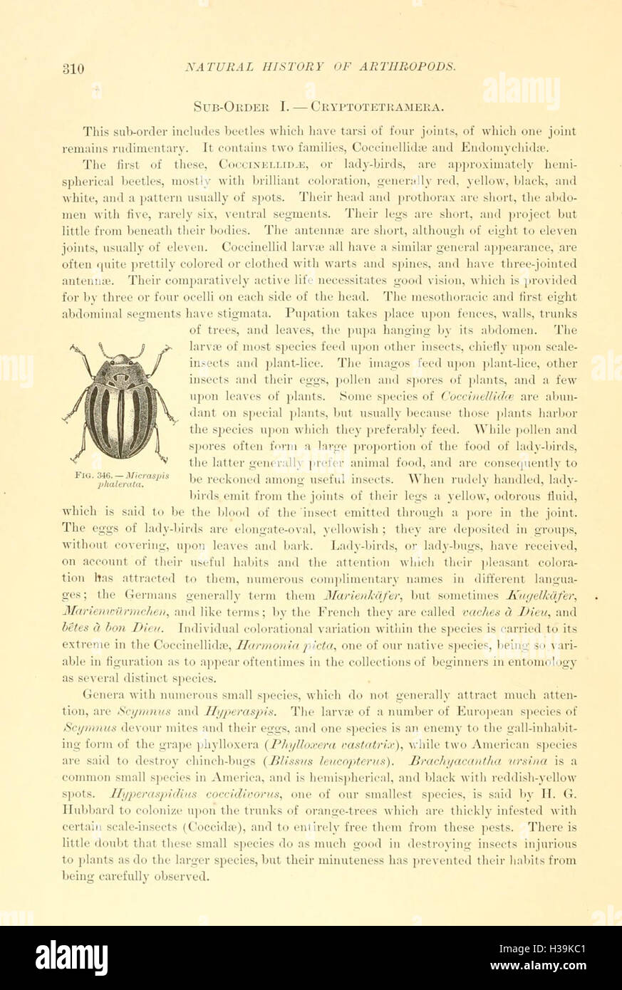 This work on Coleoptera examines beetle species, detailing their ...