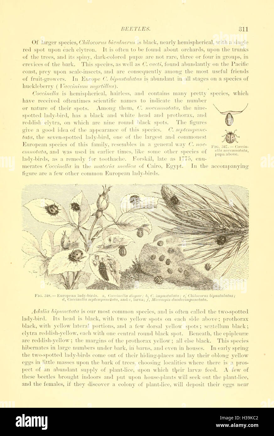 This work is a detailed examination of Coleoptera, the order of insects ...