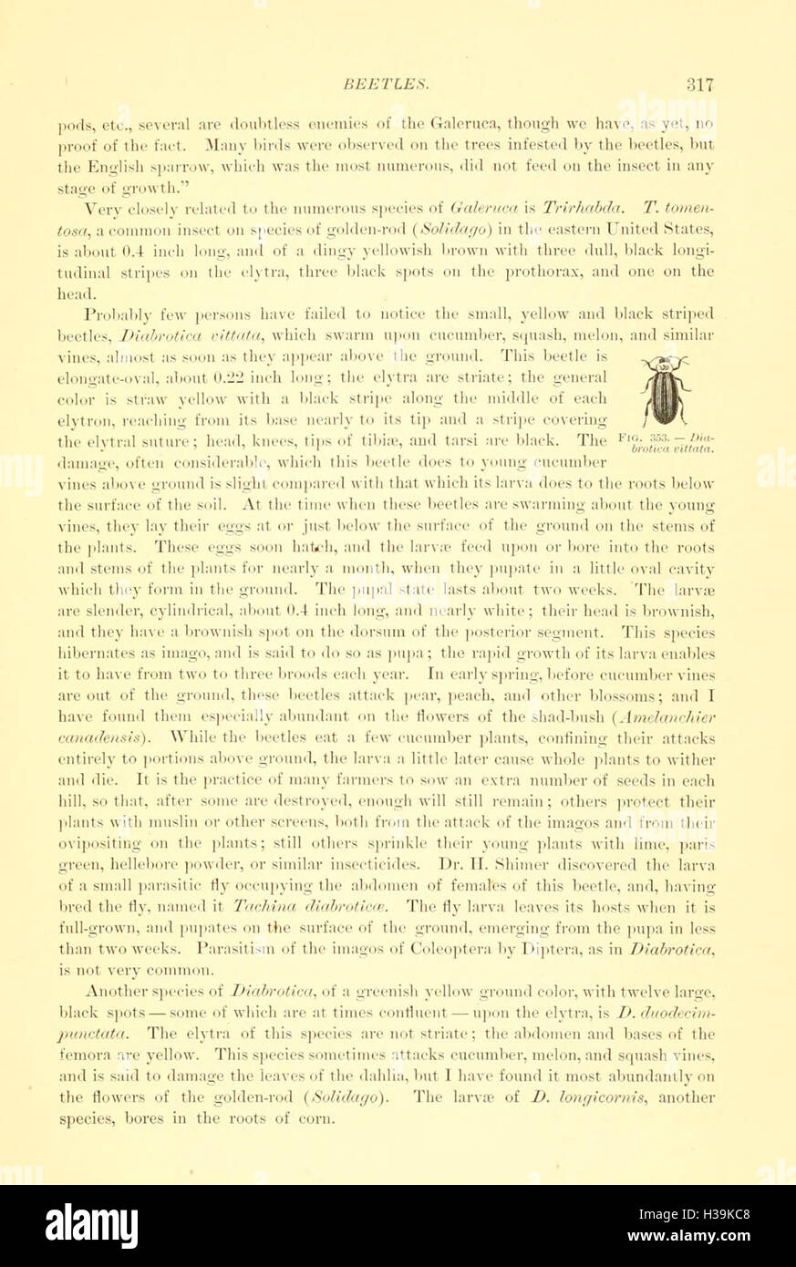 This work focuses on Coleoptera, the order of beetles, detailing their ...