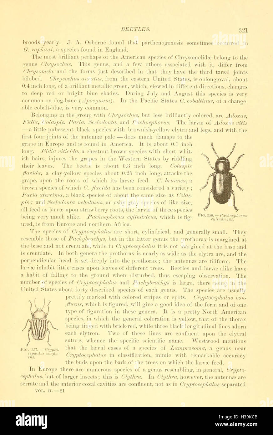 A detailed examination of Coleoptera species, their classification, and ...