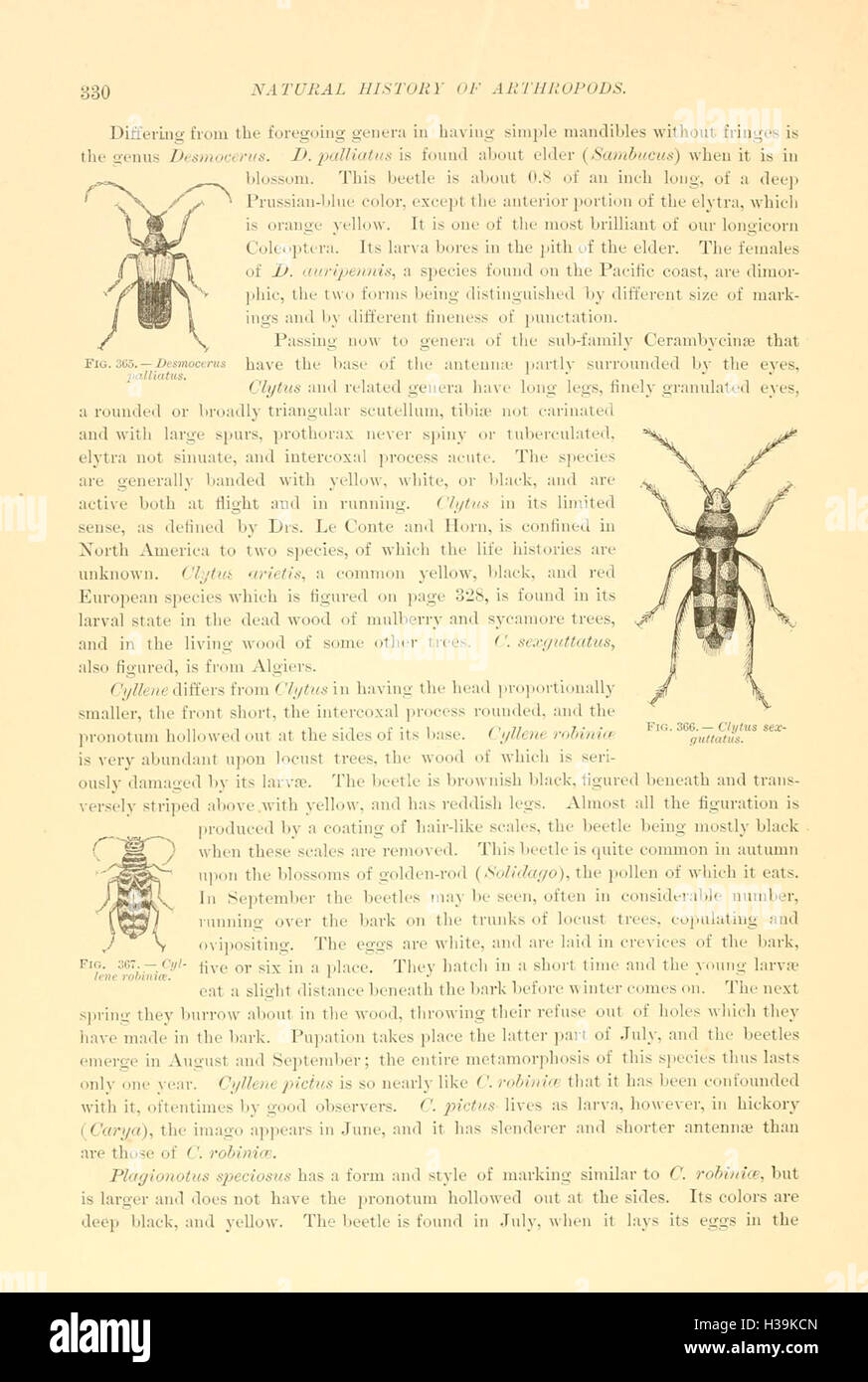 An extensive study of Coleoptera, the order of insects known as beetles ...