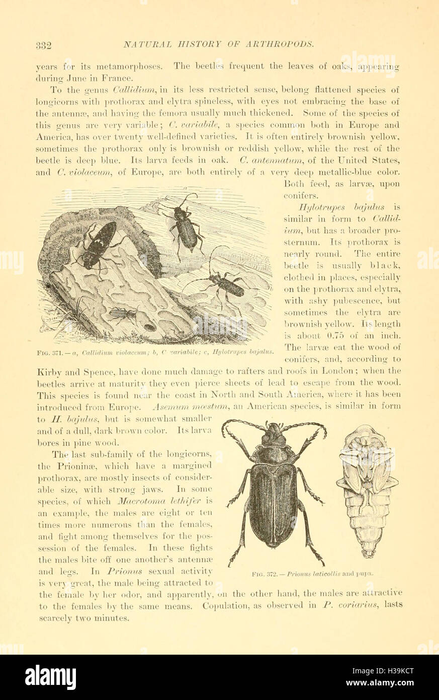 This text provides detailed information on Coleoptera, the beetle ...