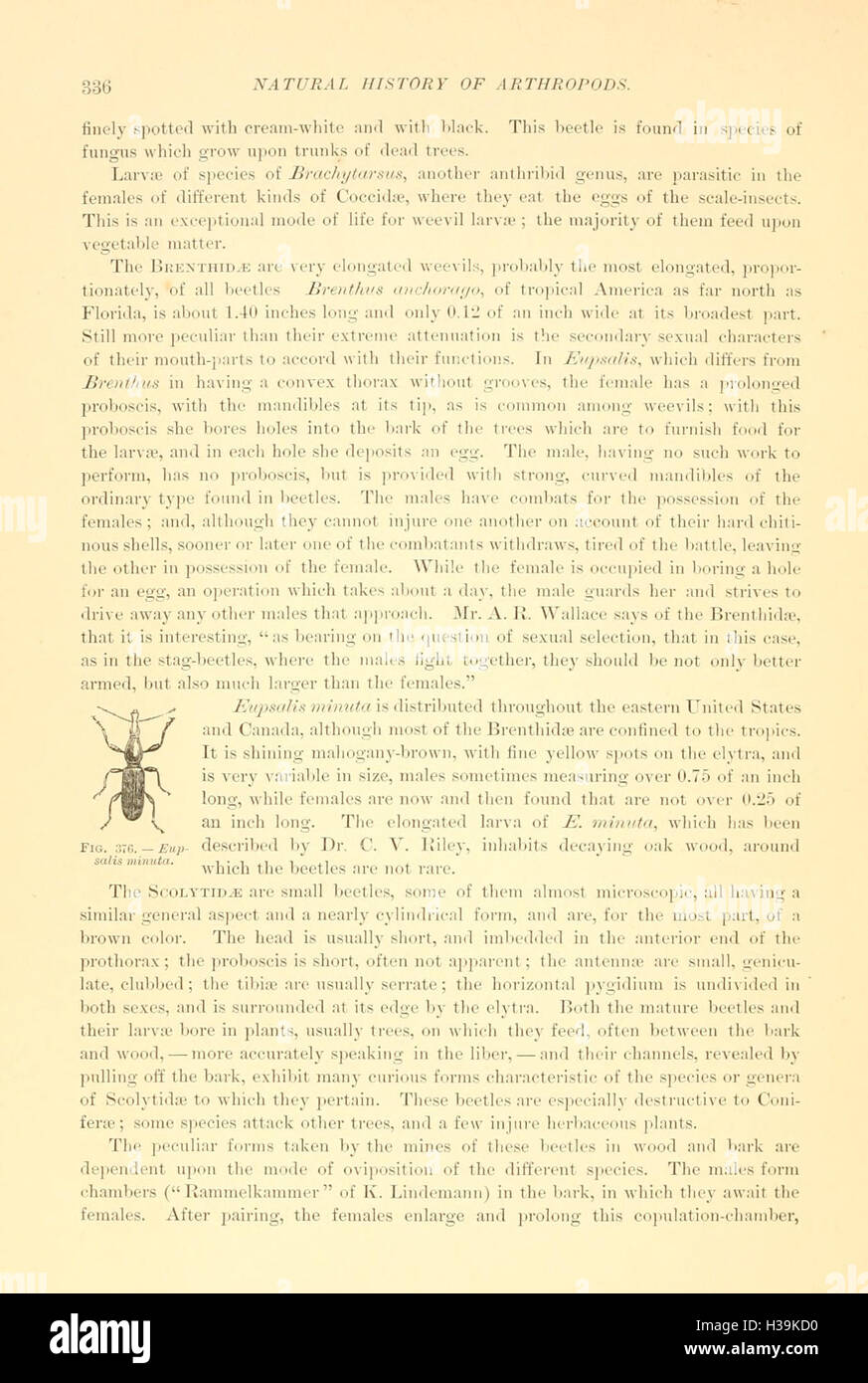 This work is a comprehensive study of the order Coleoptera, the largest ...