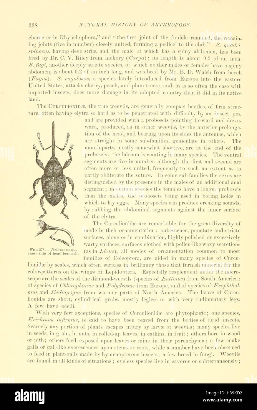 This work focuses on Coleoptera, the order of insects commonly known as ...
