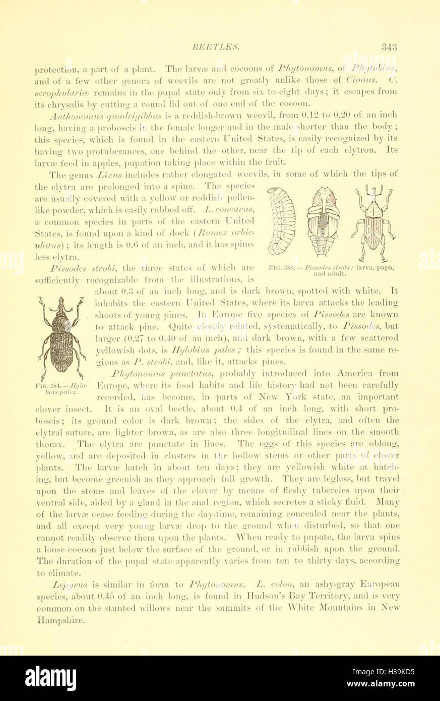An in-depth study of Coleoptera, covering species identification ...