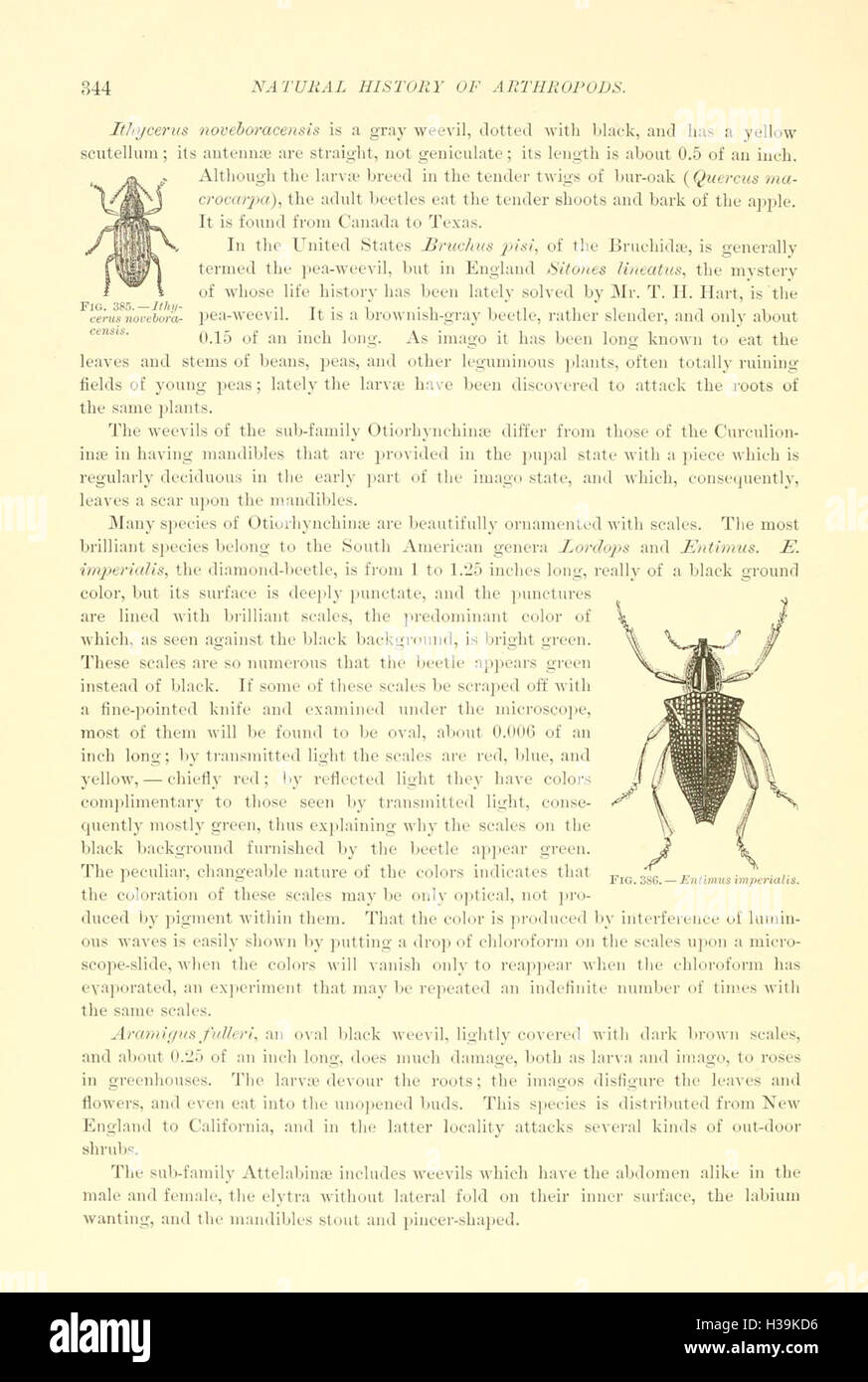 This page offers an in-depth study of Coleoptera, one of the largest ...