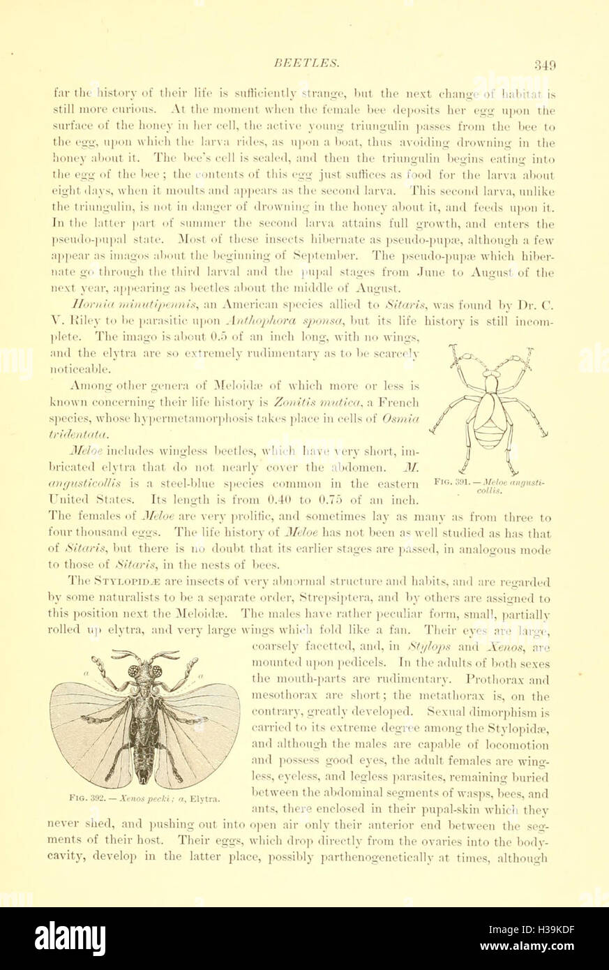 This article covers the order Coleoptera, focusing on beetles and their ...