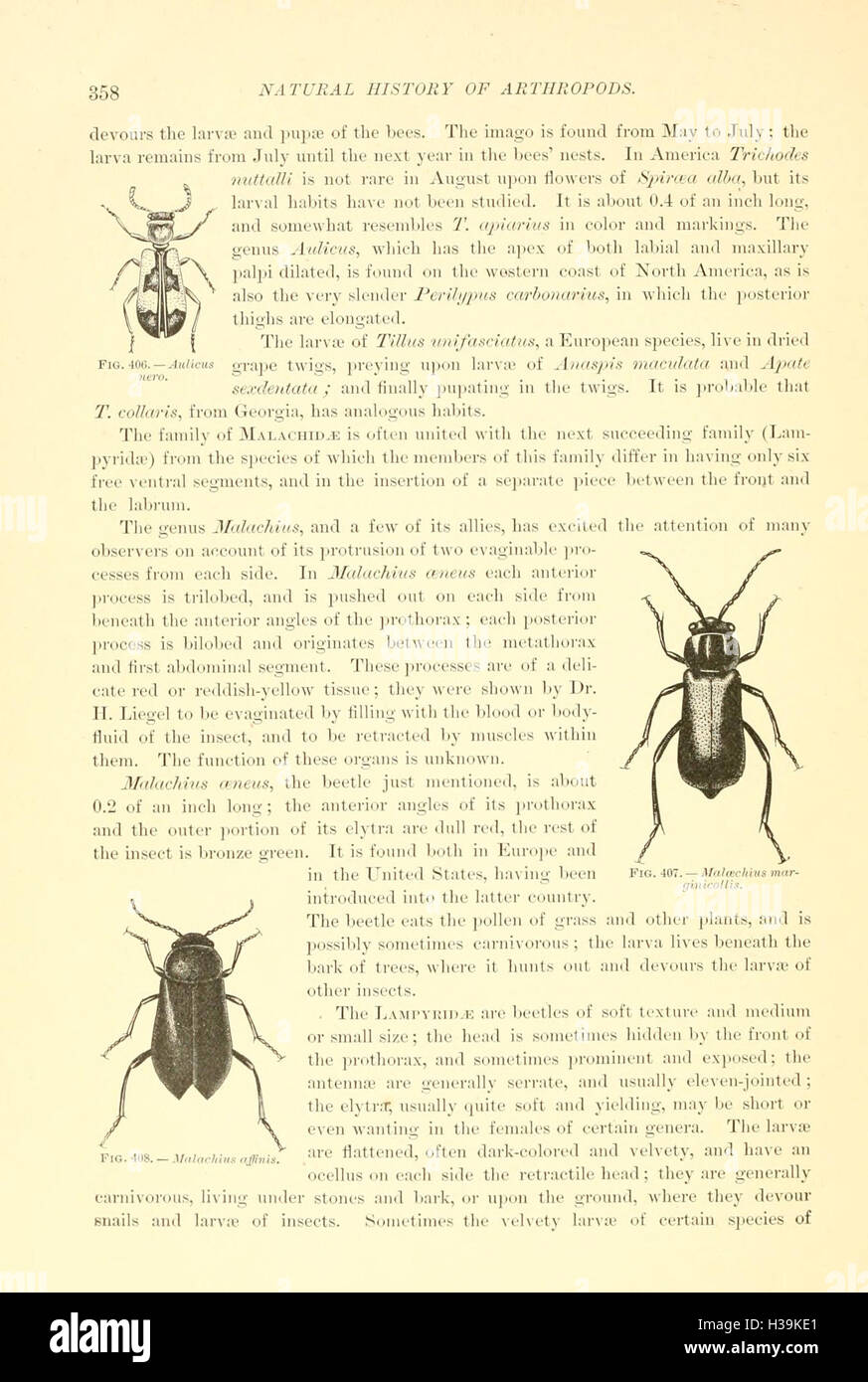 This work focuses on the Coleoptera order, commonly known as beetles ...