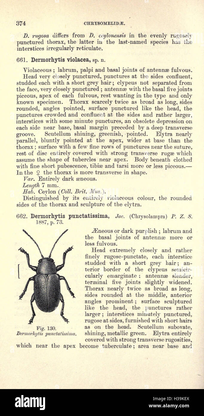 Coleopteran order hi-res stock photography and images - Alamy