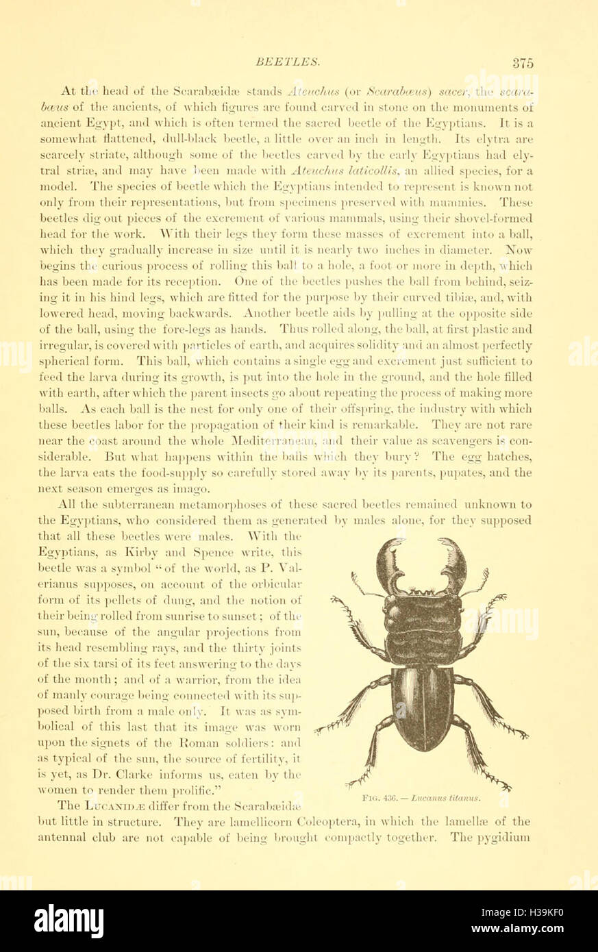 This work covers the diverse order of Coleoptera, commonly known as ...