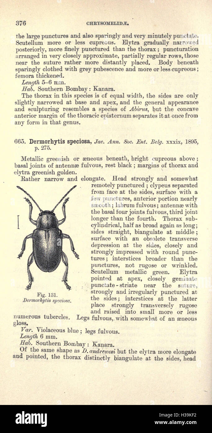 Coleoptera beetles hi-res stock photography and images - Alamy