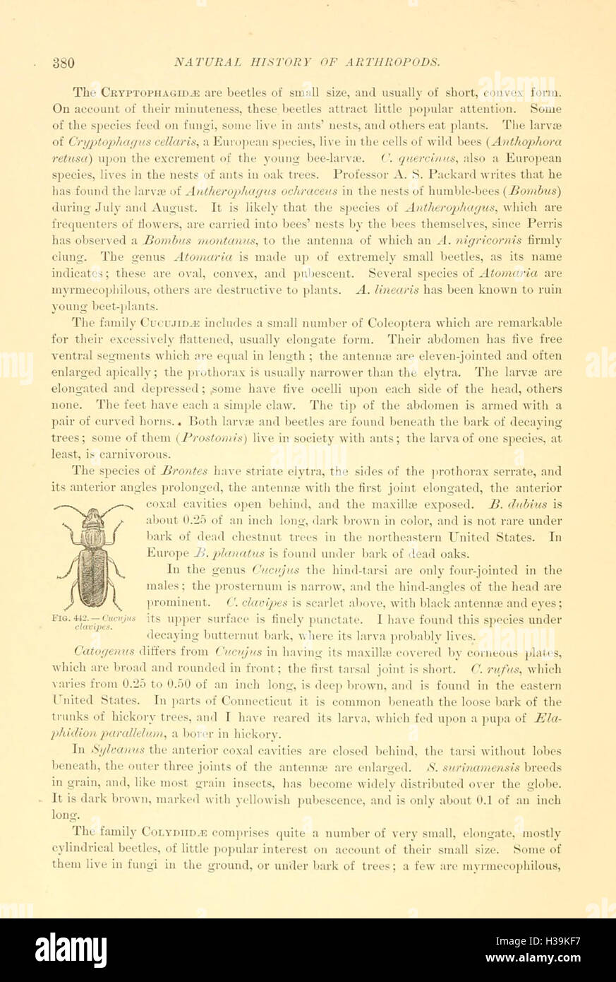 A study of the order Coleoptera, focusing on the characteristics ...