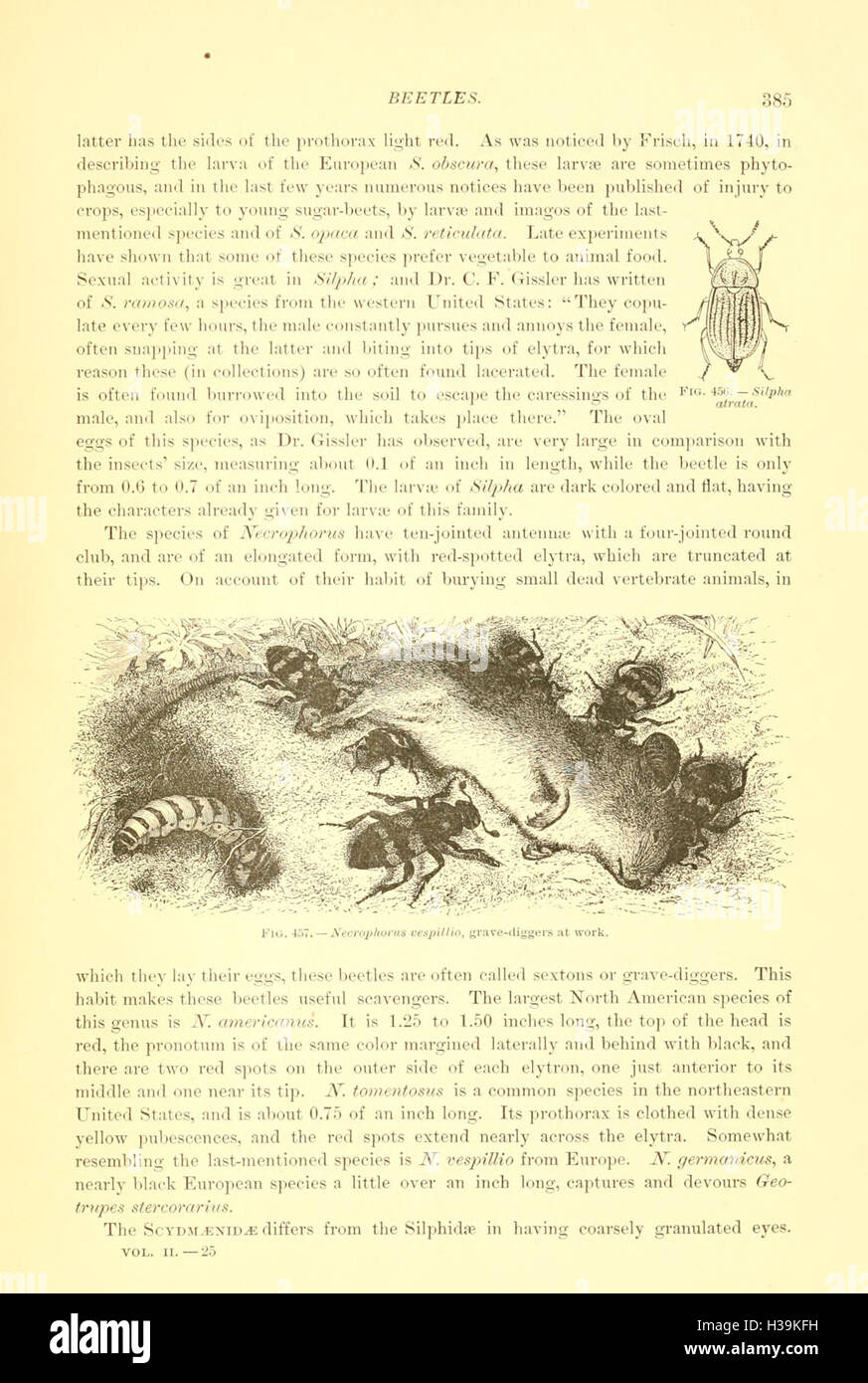 This section focuses on the order Coleoptera, providing detailed ...