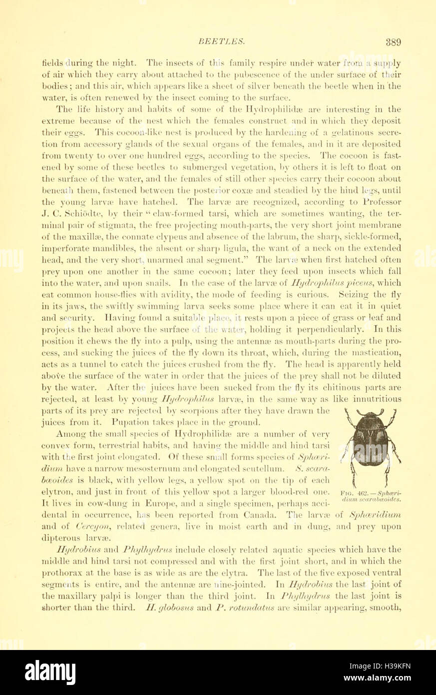 This entomological work focuses on the Coleoptera order, providing ...