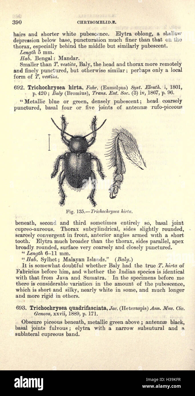 Coleopteran order hi-res stock photography and images - Alamy