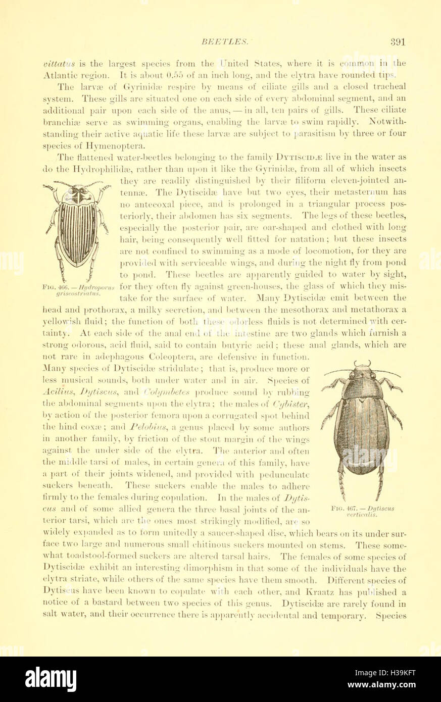 This section on Coleoptera provides a detailed description of beetles ...