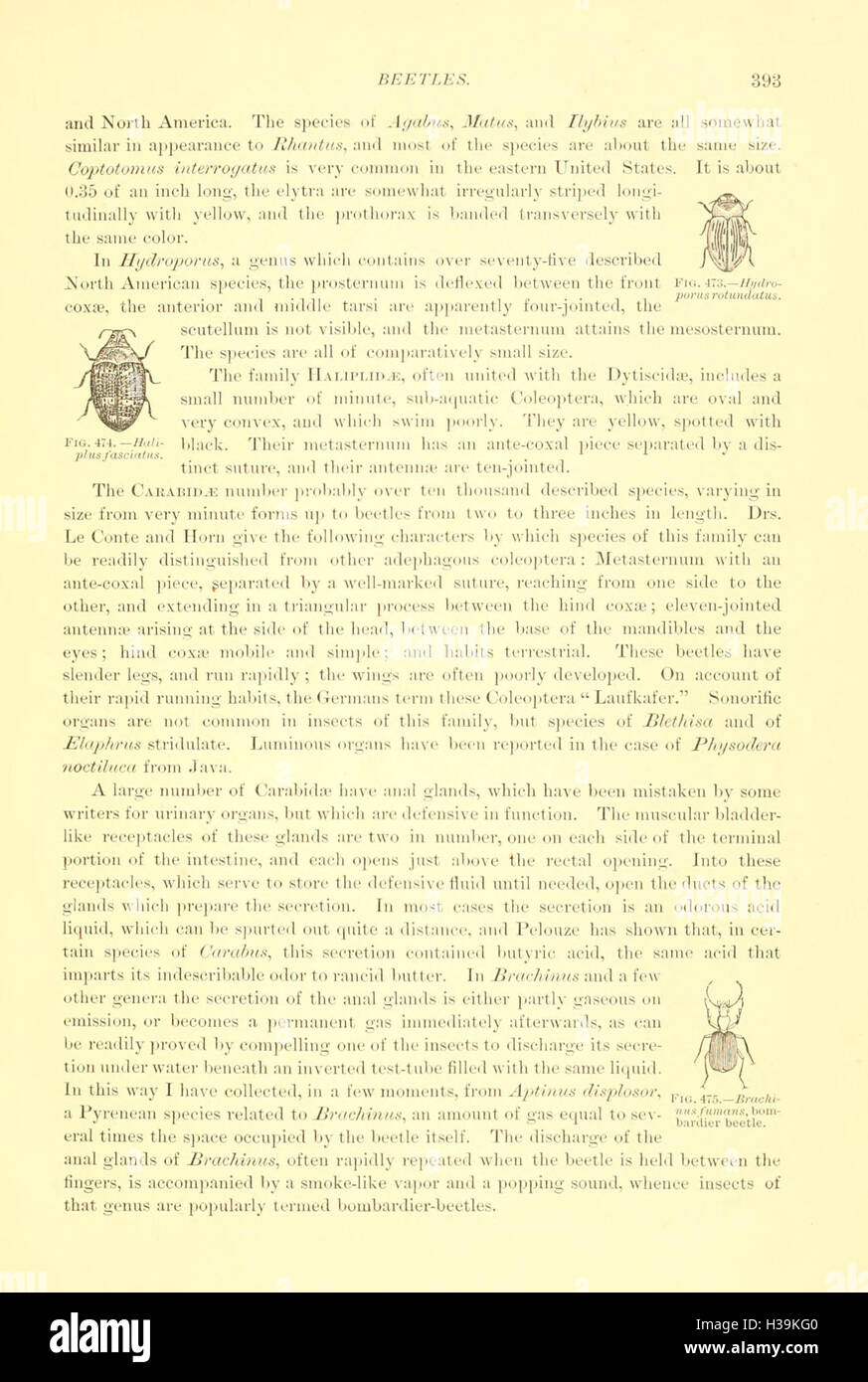 This work provides a detailed study of Coleoptera, focusing on the ...