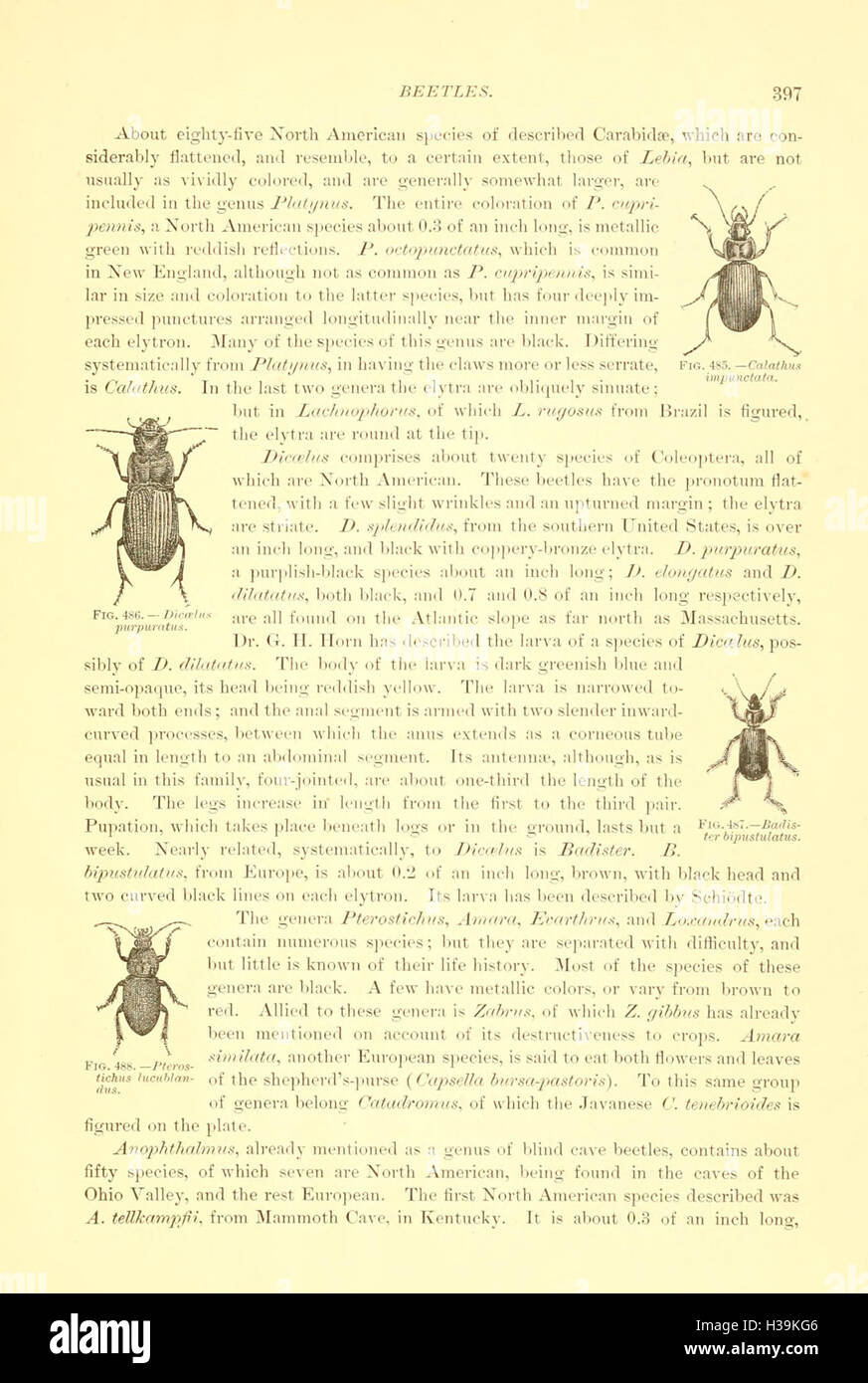 A study on Coleoptera, the order of beetles, detailing species ...