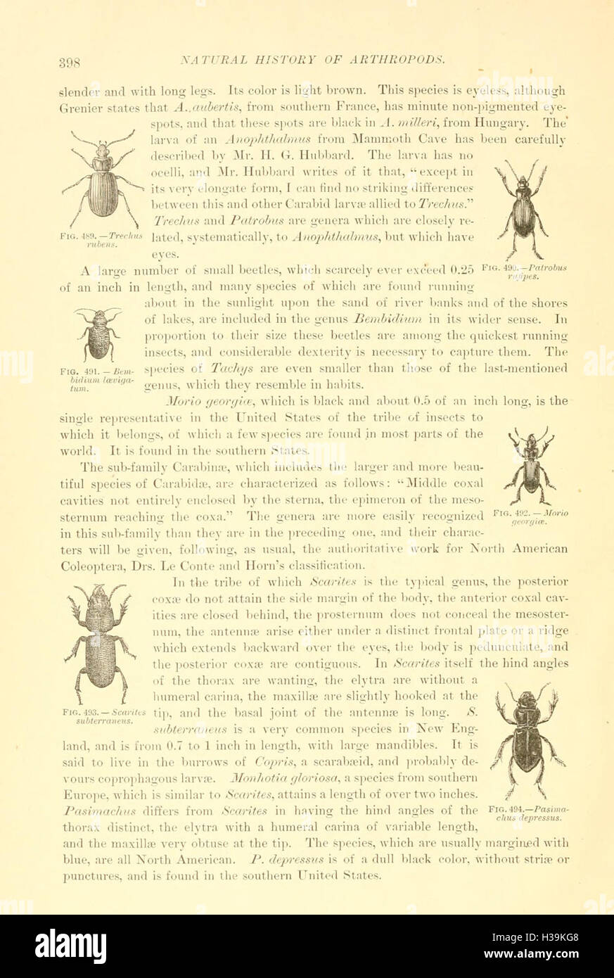 A scientific text on Coleoptera, detailing the vast diversity of beetle ...