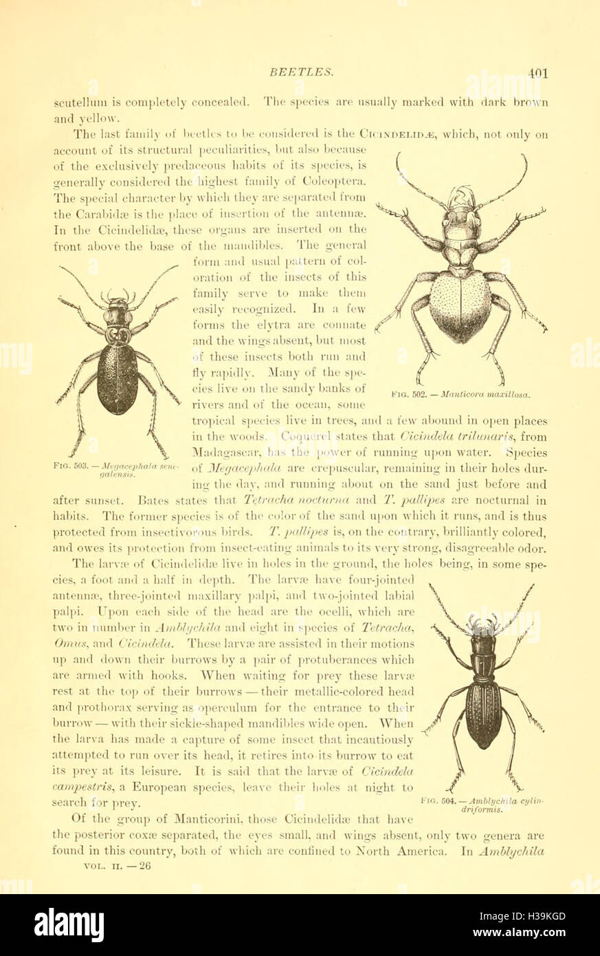A study of the Coleoptera order, documenting various beetle species ...