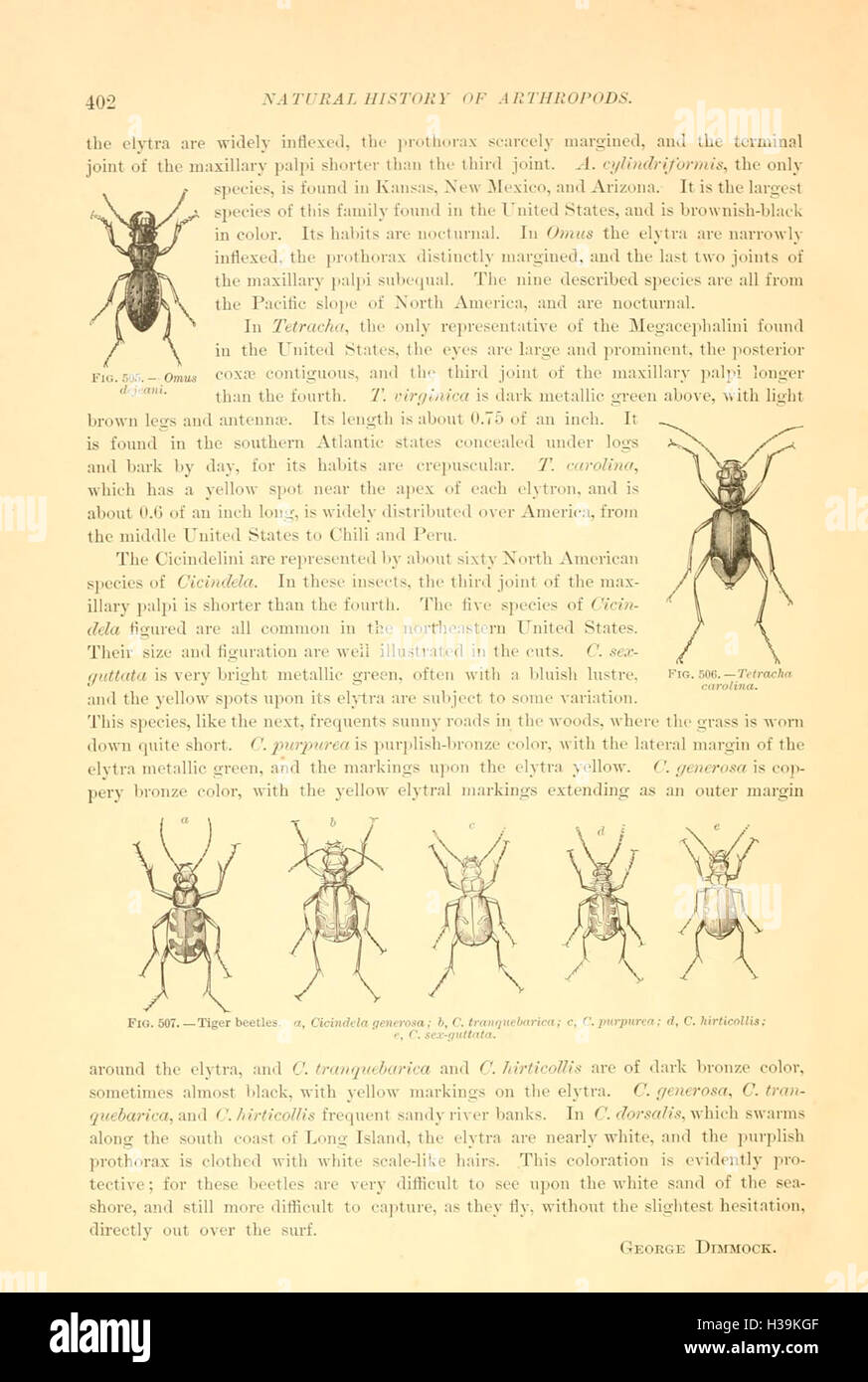 This page provides comprehensive details on the Coleoptera order ...