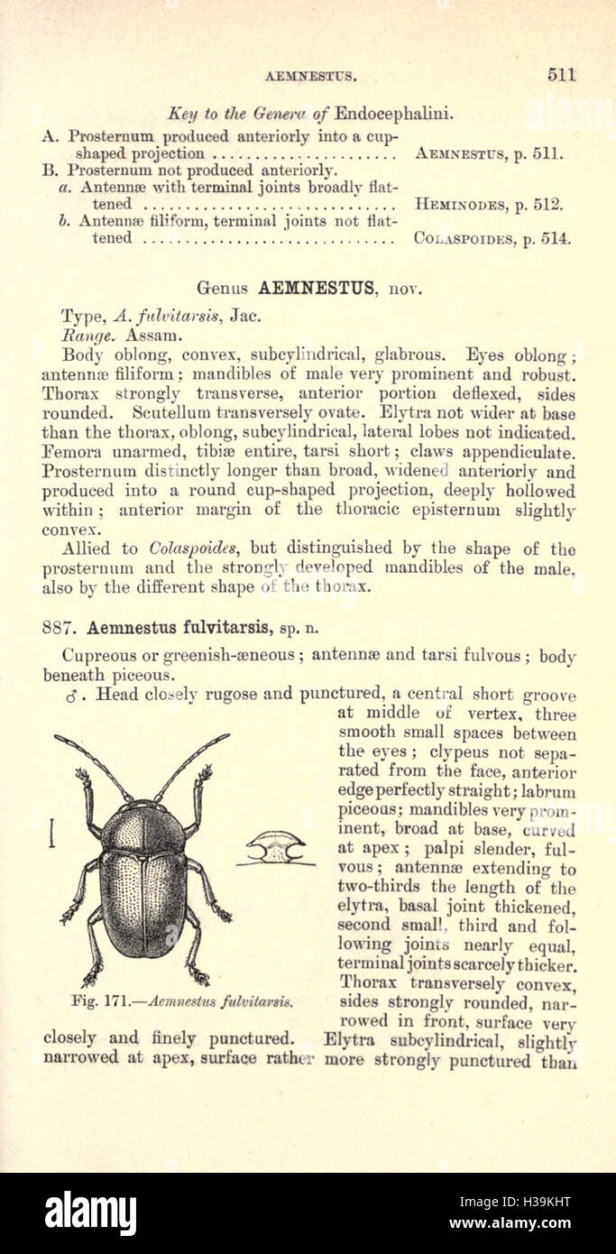 Beetles anatomical traits hi-res stock photography and images - Alamy