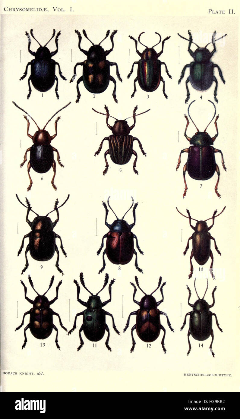 This page provides an overview of the Coleoptera order, detailing the ...