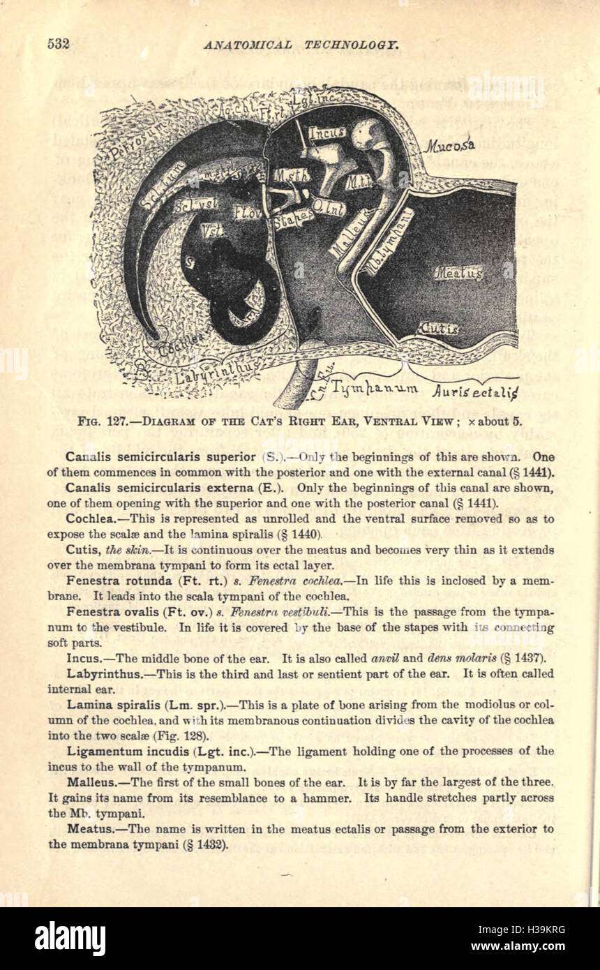 This work explores the application of anatomical technology to the ...