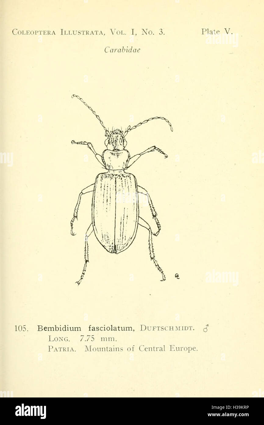 This work offers illustrated descriptions of various Coleoptera species ...