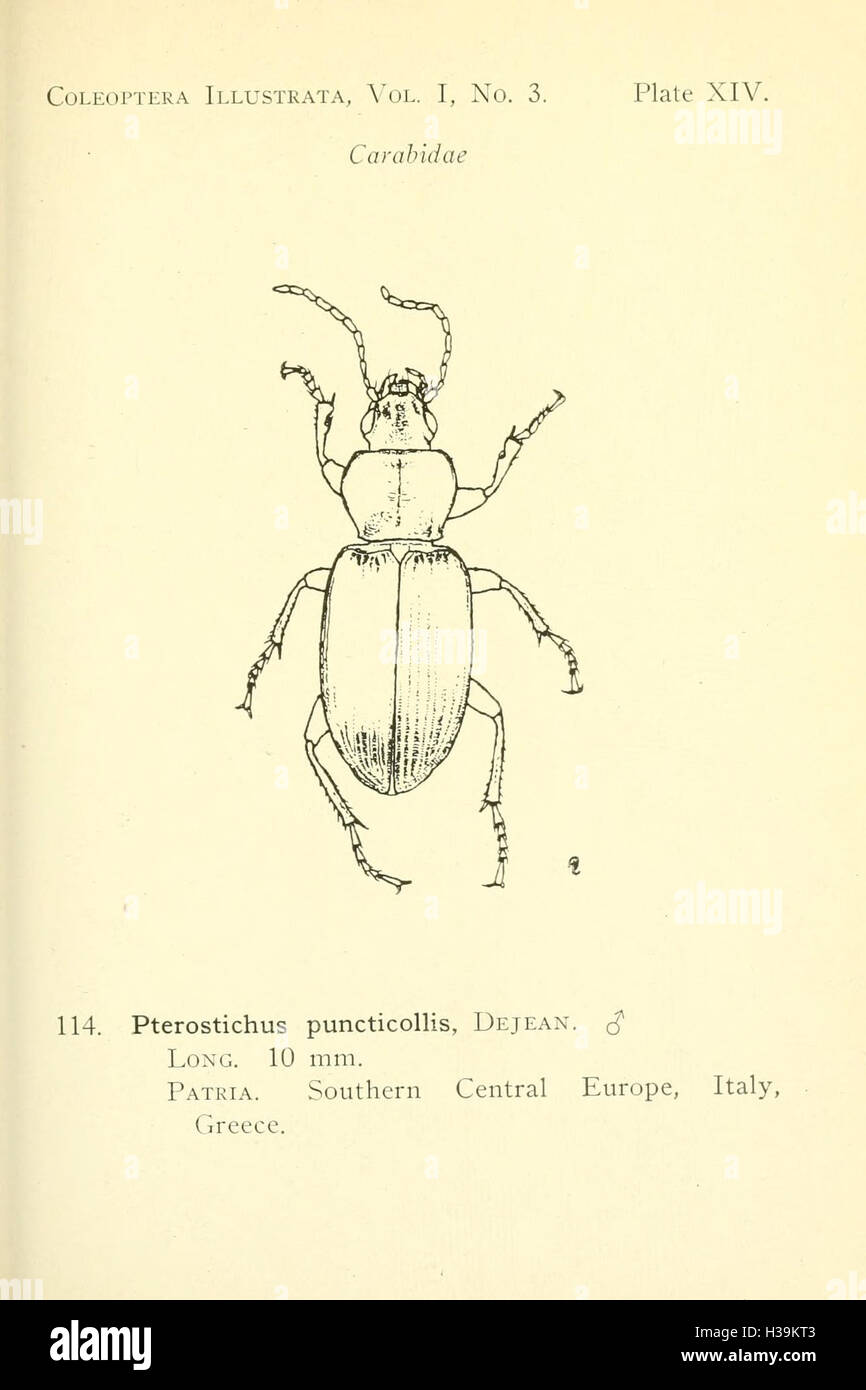 Coleoptera illustrata presents detailed illustrations of beetle species ...