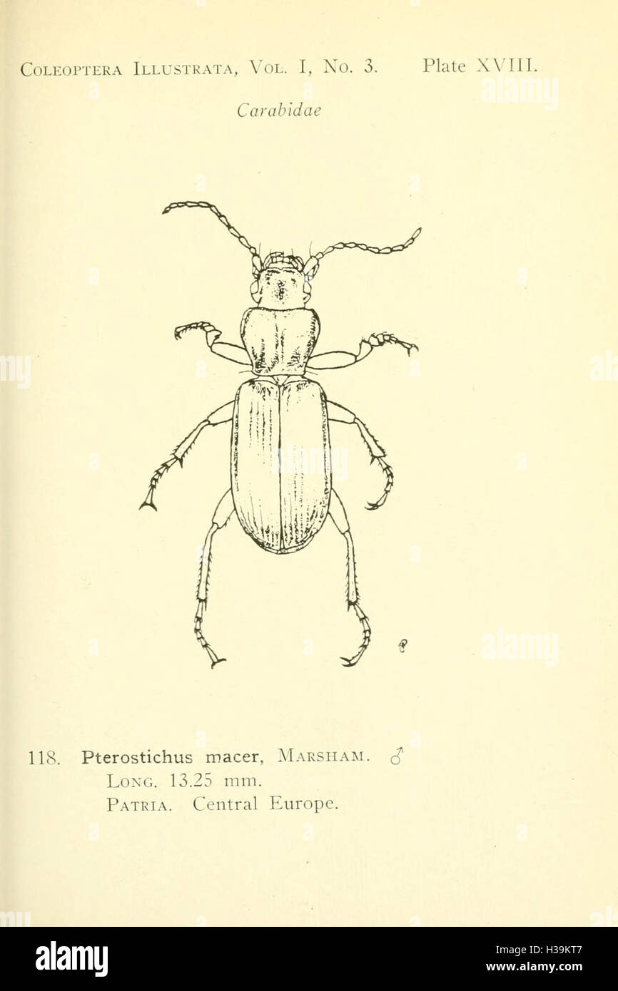 This illustrated work showcases the diversity and taxonomy of beetles ...