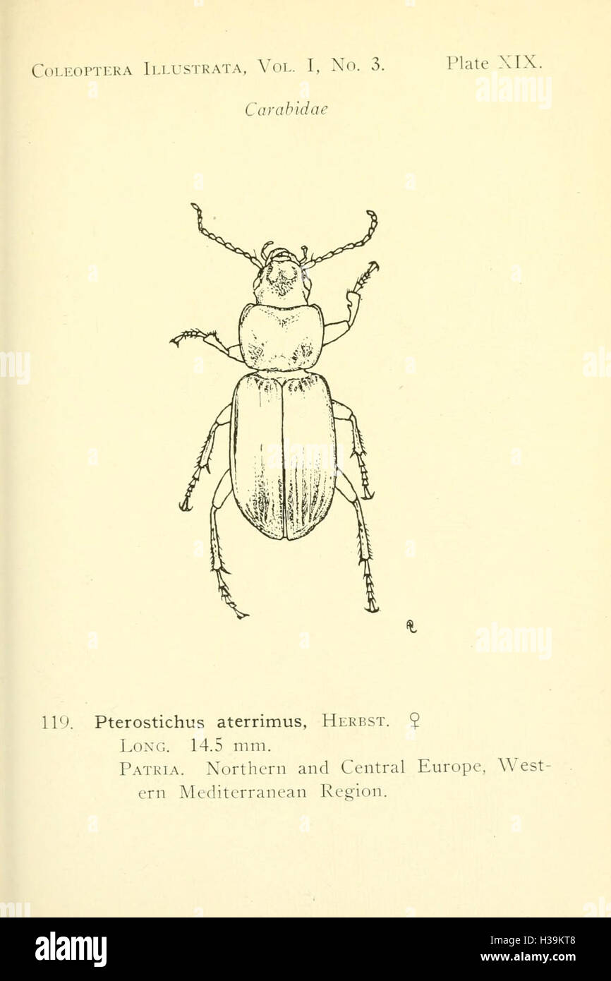 Coleopteran order hi-res stock photography and images - Alamy