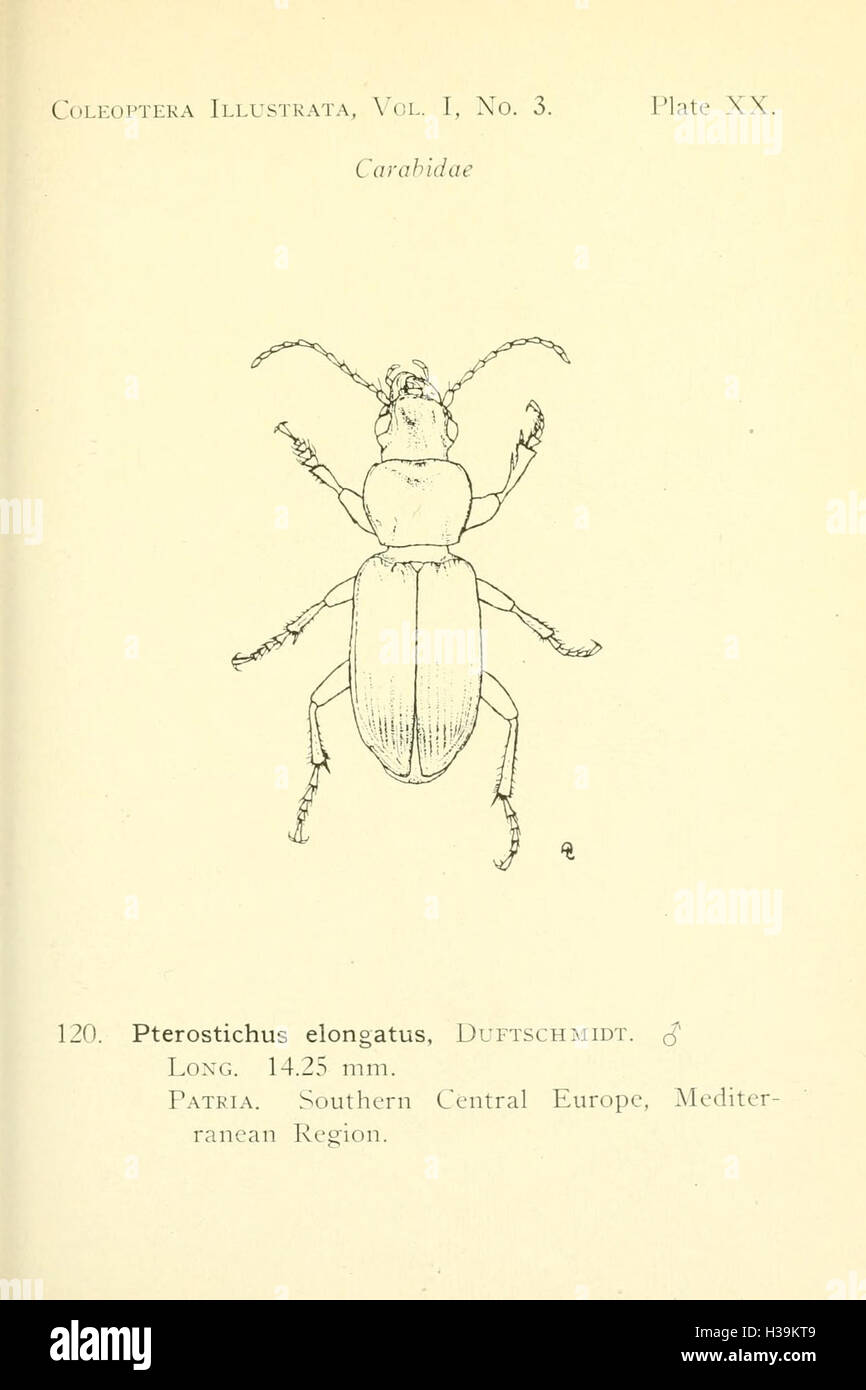 This work is a detailed study of beetles, featuring illustrated plates ...