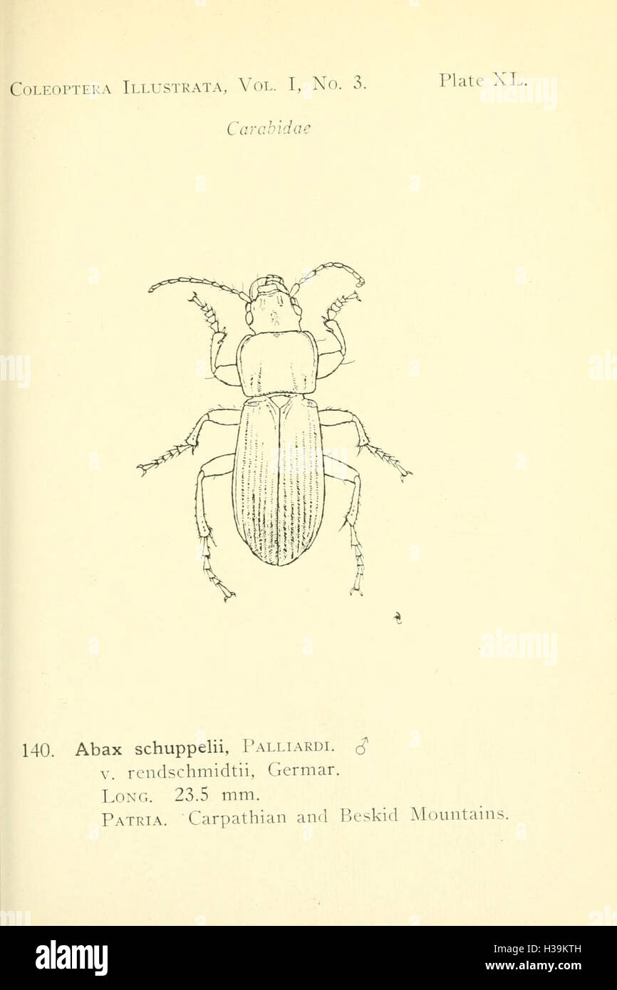 This work illustrates various species of Coleoptera, providing detailed ...