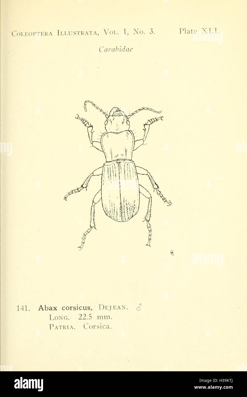 Coleoptera illustrata BHL98 Stock Photo - Alamy